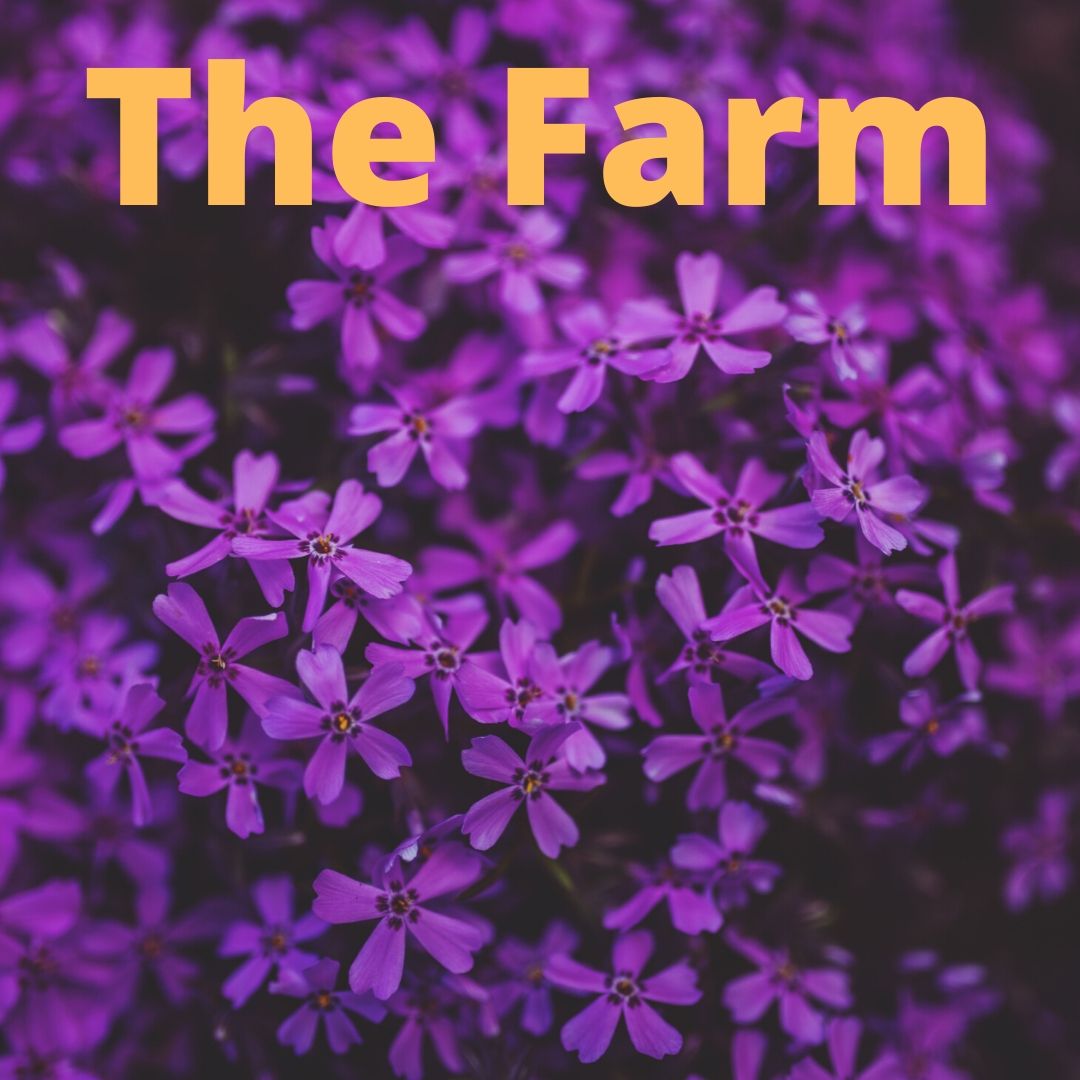 The Farm – Sunday Dutro – Official Site