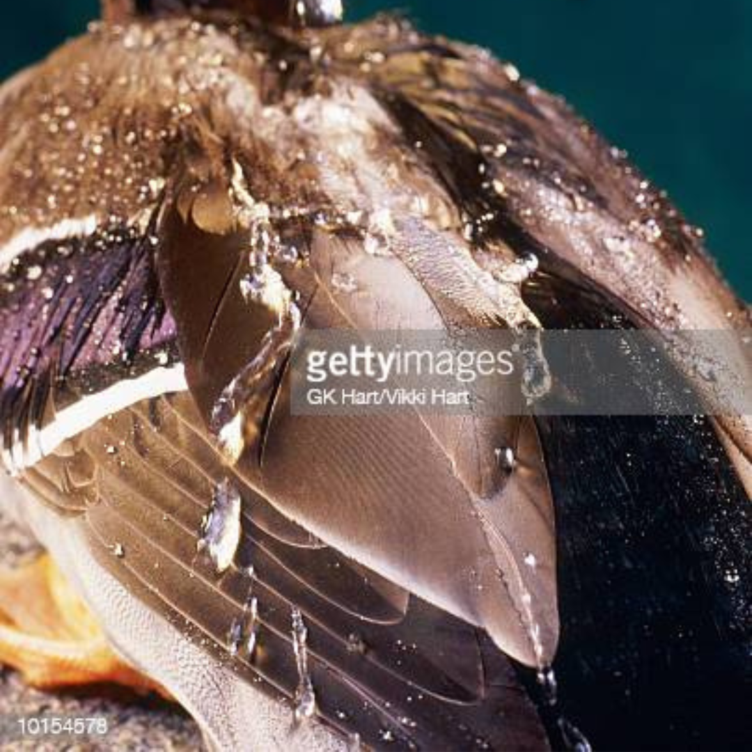 Disappointment – Sunday Dutro, Author – Official Site